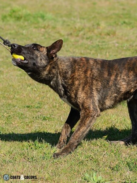 Belgian Malinois Coat Colors | Coats and Colors