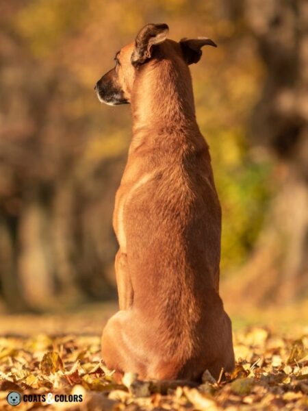 Belgian Malinois Coat Colors | Coats and Colors