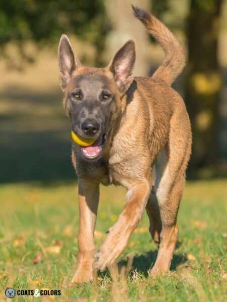 Belgian Malinois Coat Colors | Coats and Colors