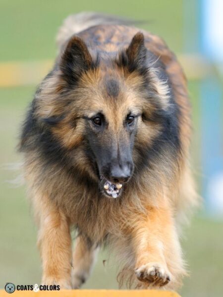 Belgian Malinois Coat Colors | Coats and Colors