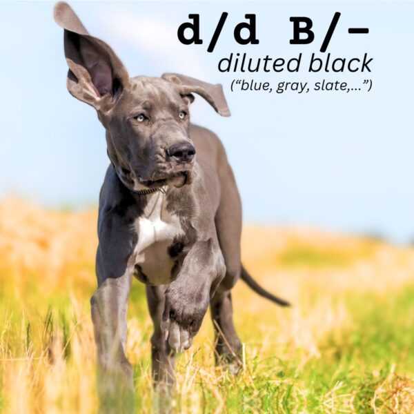 Dog Color Genetics Summary: Genes & Alleles Overview | Coats and Colors