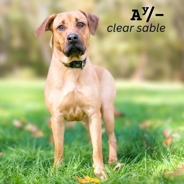 Dog Color Genetics Summary: Genes & Alleles Overview | Coats and Colors