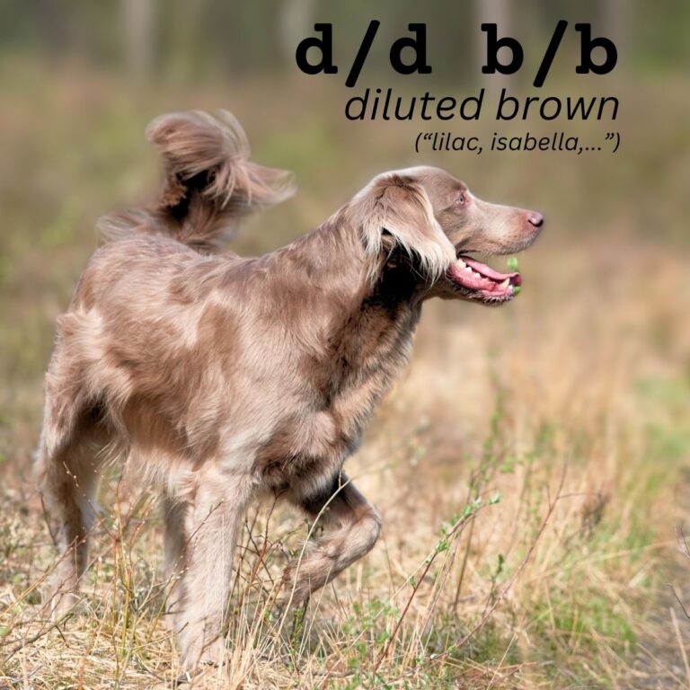 Dog Color Genetics Summary: Genes & Alleles Overview | Coats and Colors