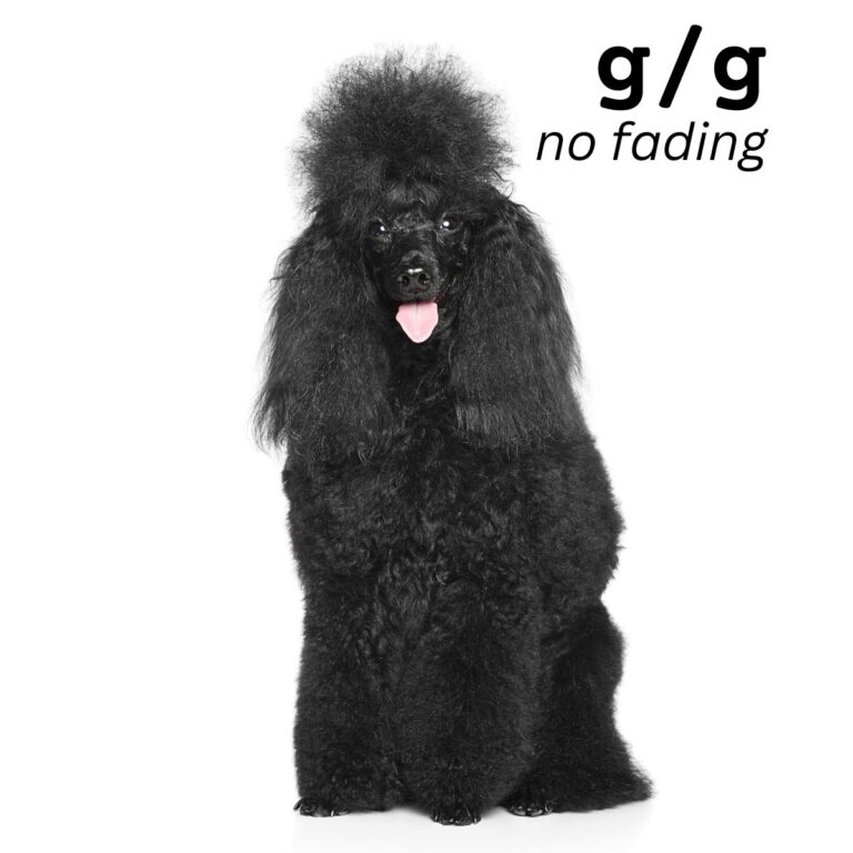 Dog Color Genetics Summary: Genes & Alleles Overview | Coats and Colors