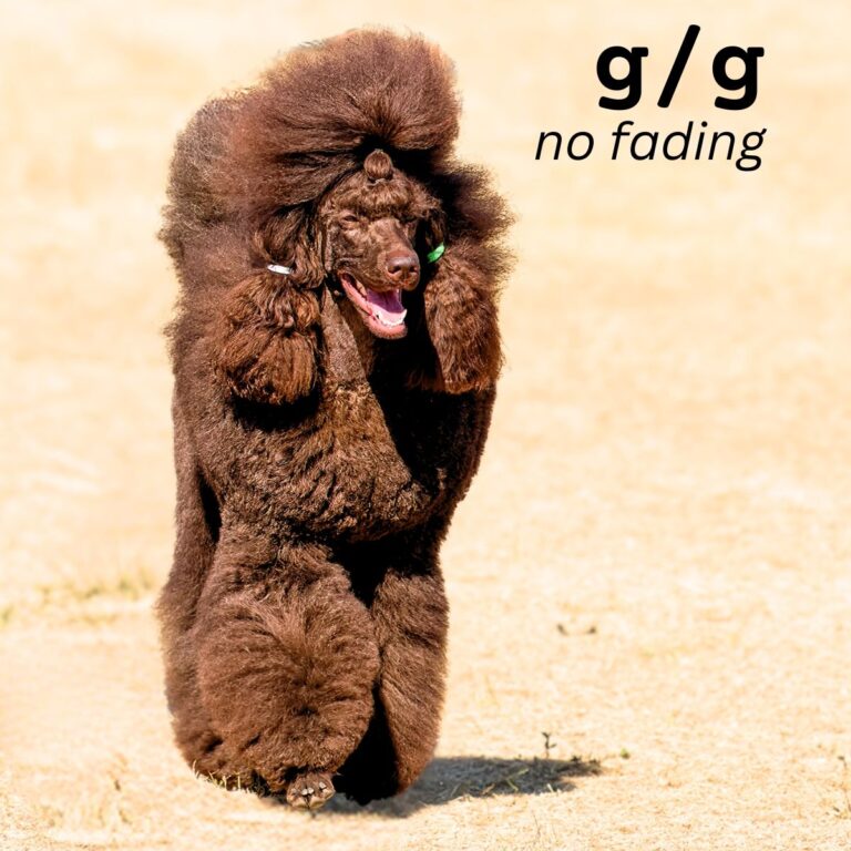 Dog Color Genetics Summary: Genes & Alleles Overview | Coats and Colors