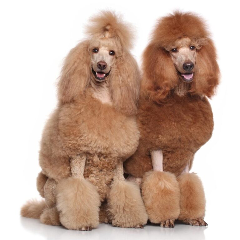 Dog Color Genetics Summary: Genes & Alleles Overview | Coats and Colors