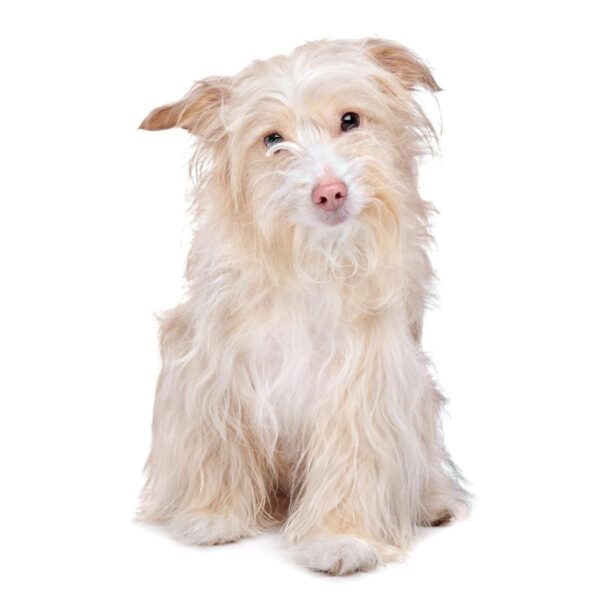 Dog Color Genetics Summary: Genes & Alleles Overview | Coats and Colors