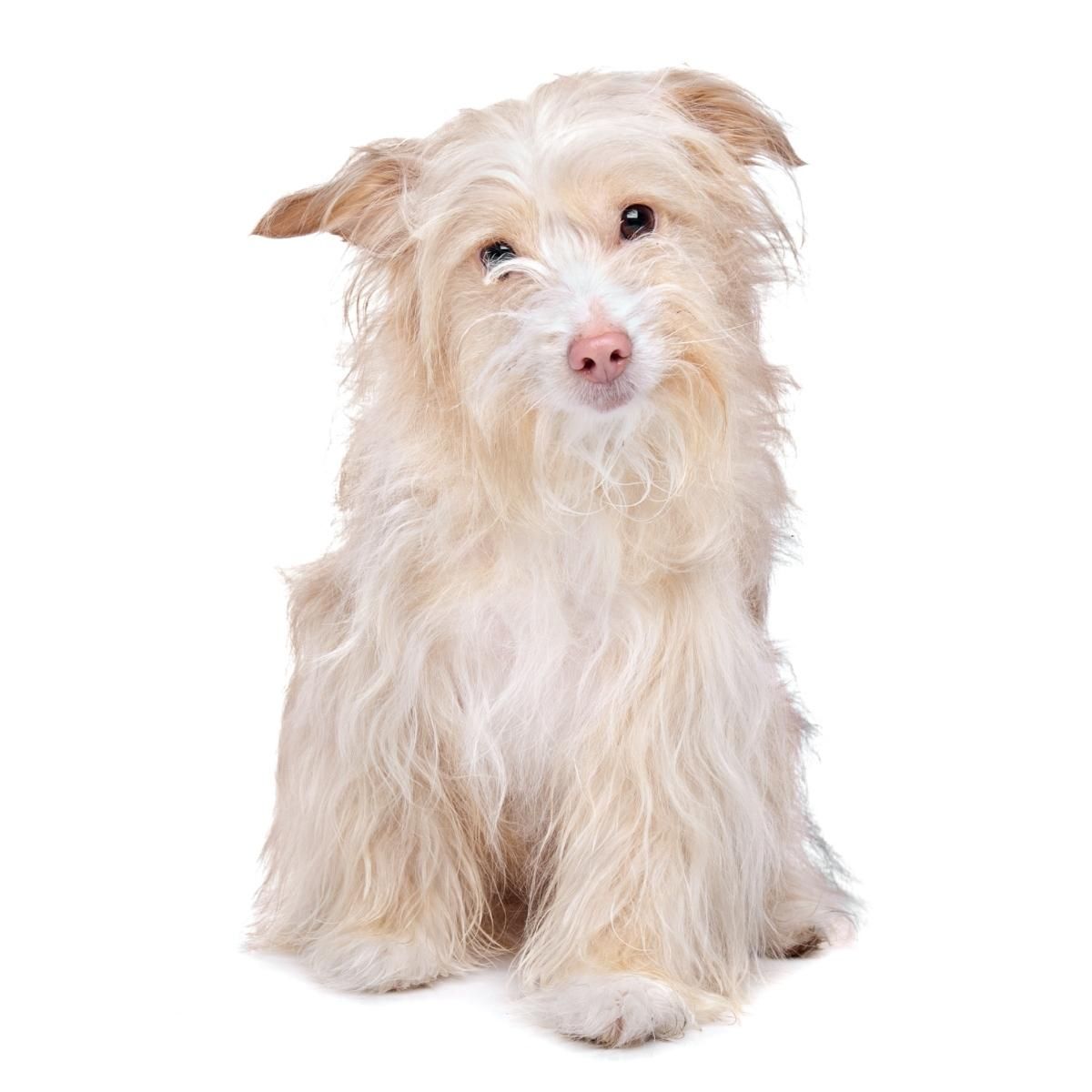 Dog Color Genetics Summary: Genes & Alleles Overview | Coats and Colors