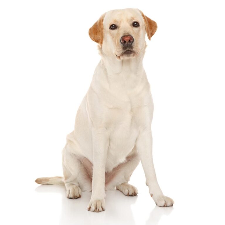 Dog Color Genetics Summary: Genes & Alleles Overview | Coats and Colors