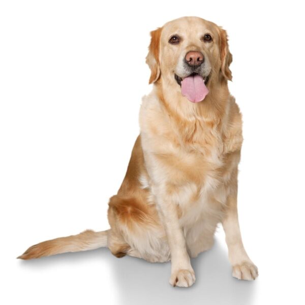 Dog Color Genetics Summary: Genes & Alleles Overview | Coats and Colors