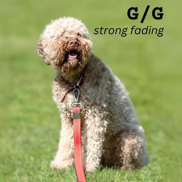 Dog Color Genetics Summary: Genes & Alleles Overview | Coats and Colors