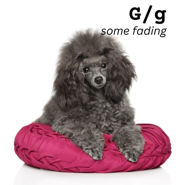 Dog Color Genetics Summary: Genes & Alleles Overview | Coats and Colors