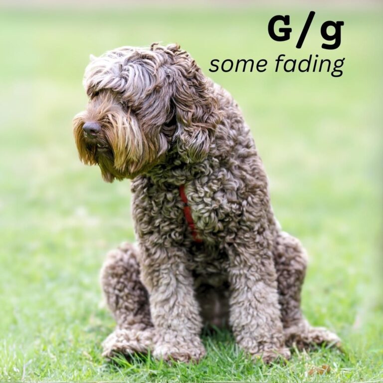 Dog Color Genetics Summary: Genes & Alleles Overview | Coats and Colors