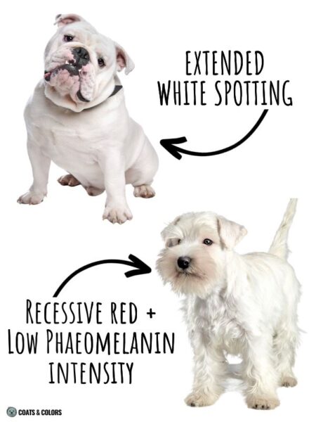 Solid White Coat in Dogs | Coats and Colors