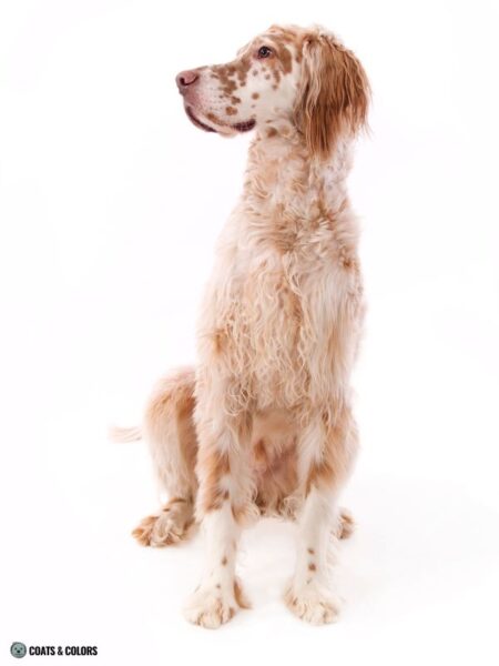 Solid White Coat in Dogs | Coats and Colors
