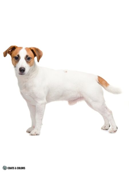 Solid White Coat in Dogs | Coats and Colors