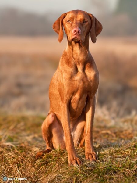 Solid White Coat in Dogs | Coats and Colors