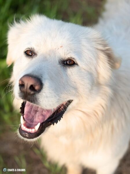 Solid White Coat in Dogs | Coats and Colors