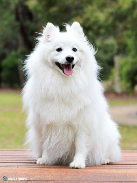 Solid White Coat in Dogs | Coats and Colors
