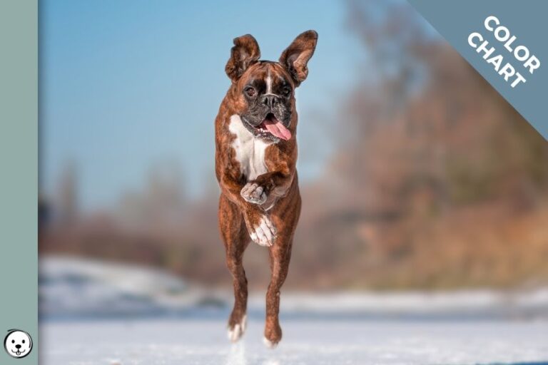 Boxer Color Chart | Coats and Colors