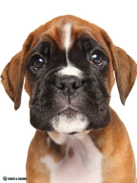 Boxer Color Chart | Coats and Colors