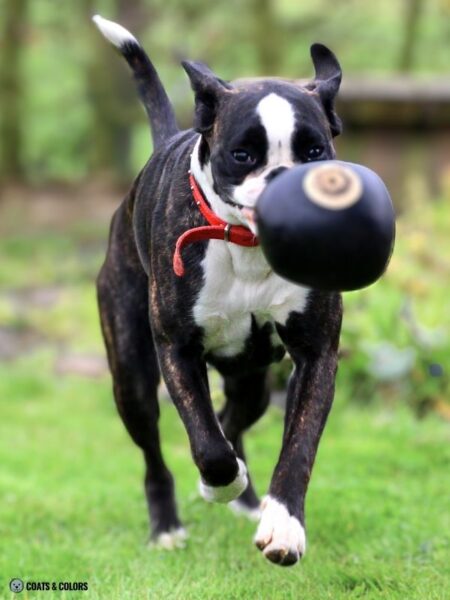 Boxer Color Chart | Coats and Colors