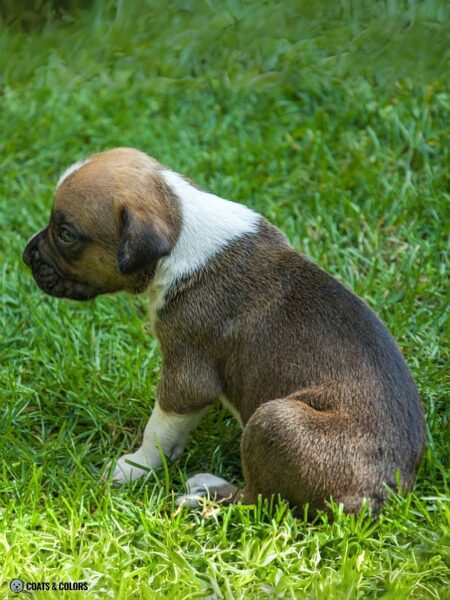 Boxer Color Chart | Coats and Colors