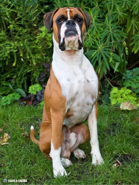 Boxer Color Chart | Coats and Colors