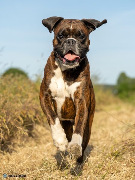 Boxer Color Chart | Coats and Colors