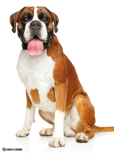 Boxer Color Chart | Coats and Colors