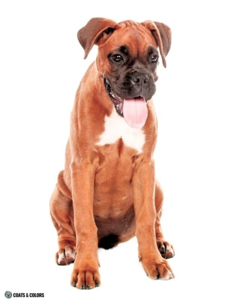 Boxer Color Chart | Coats and Colors