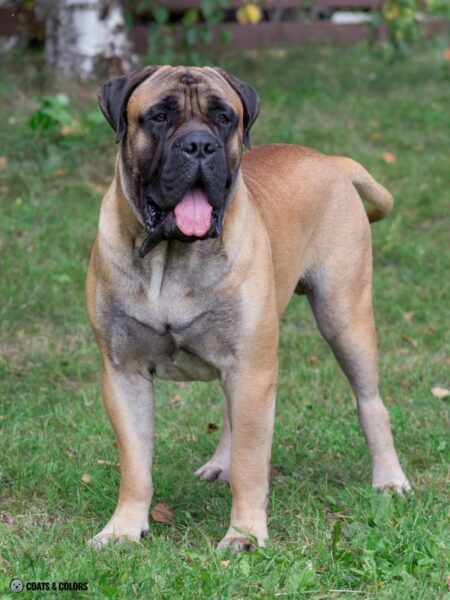Bullmastiff Color Chart | Coats and Colors