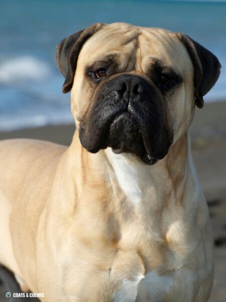 Bullmastiff Color Chart | Coats and Colors