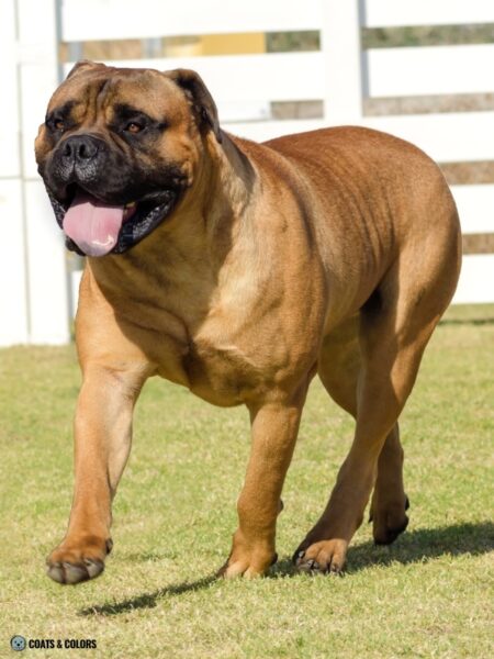 Bullmastiff Color Chart | Coats and Colors