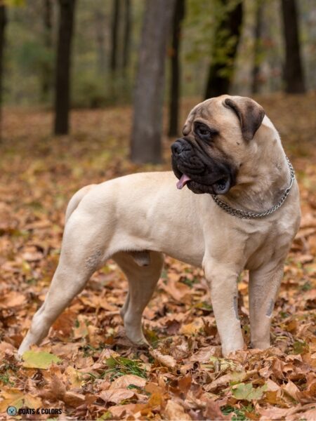 Bullmastiff Color Chart | Coats and Colors