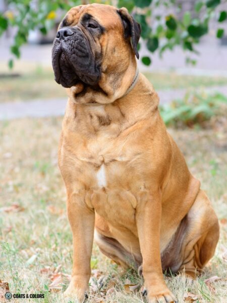 Bullmastiff Color Chart | Coats and Colors