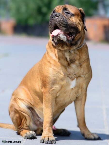 Bullmastiff Color Chart | Coats and Colors