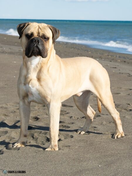 Bullmastiff Color Chart | Coats and Colors