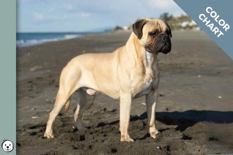 Bullmastiff Color Chart | Coats and Colors
