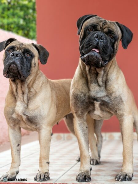 Bullmastiff Color Chart | Coats and Colors