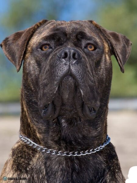 Bullmastiff Color Chart | Coats and Colors