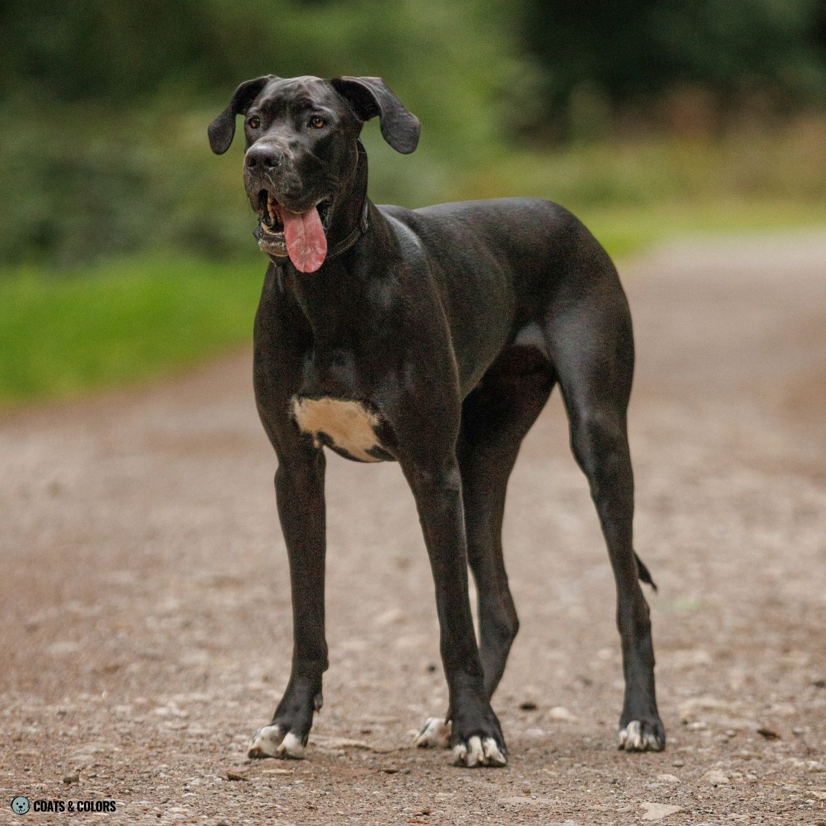 Irish Spotting In Dogs | Coats and Colors