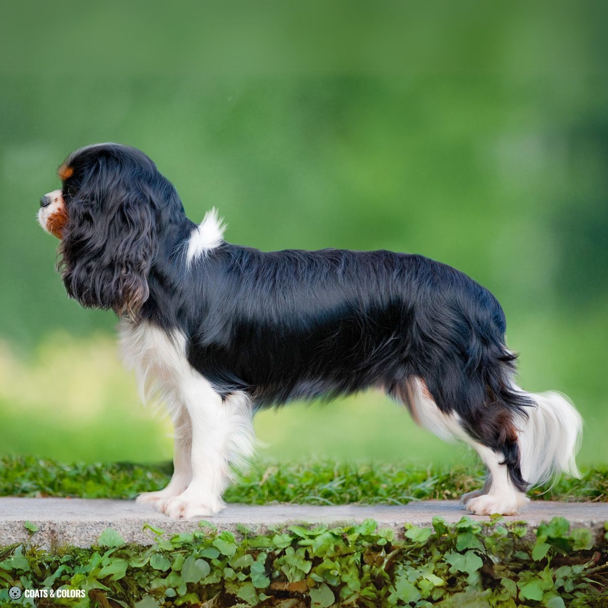 Irish Spotting In Dogs | Coats and Colors
