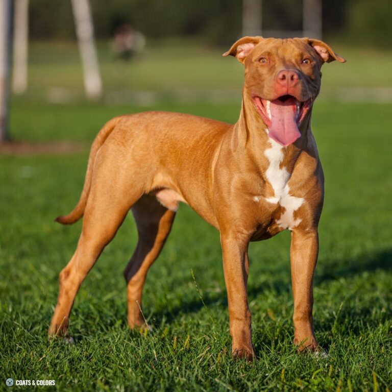 Irish Spotting In Dogs | Coats and Colors