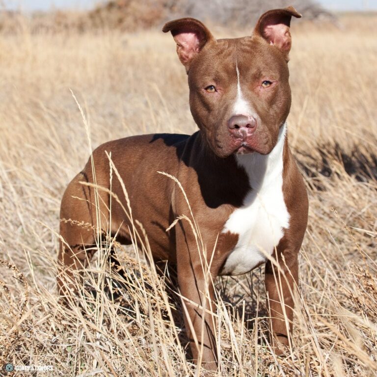 Irish Spotting In Dogs | Coats and Colors