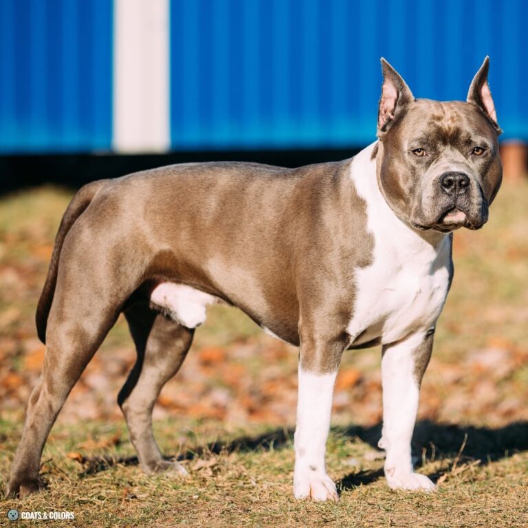 Irish Spotting In Dogs | Coats and Colors