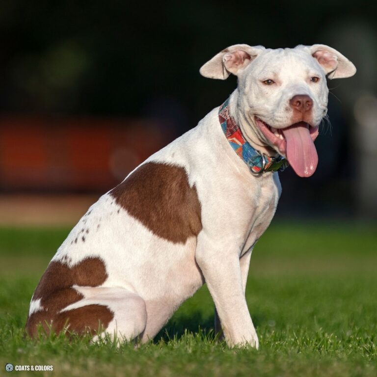 Irish Spotting In Dogs | Coats and Colors