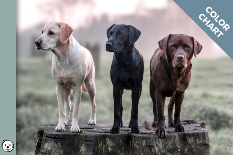 Labrador Retriever Color Chart | Coats and Colors