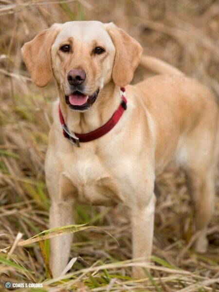 Labrador Retriever Color Chart | Coats and Colors