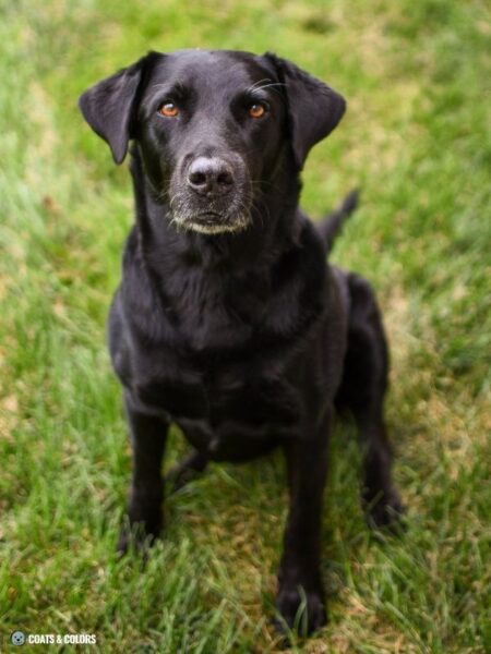 Labrador Retriever Color Chart | Coats and Colors